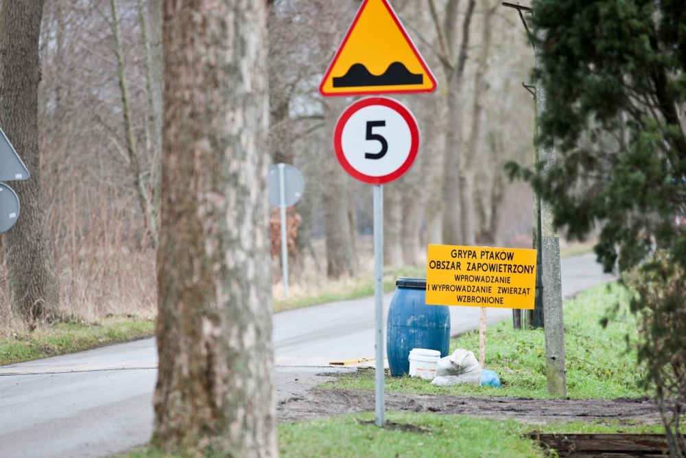 PO: w Lubuskiem szaleje ptasia grypa; rząd sobie nie radzi - PPR PO: w Lubuskiem szaleje ptasia grypa; rząd sobie nie radzi - PPR