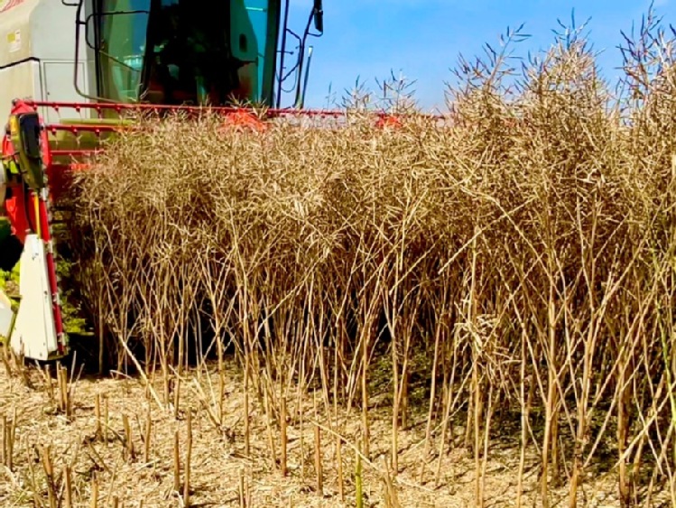 NOWY REKORD POLSKI - NAJWIĘKSZY PLON RZEPAKU OZIMEGO Z HEKTARA - PPR