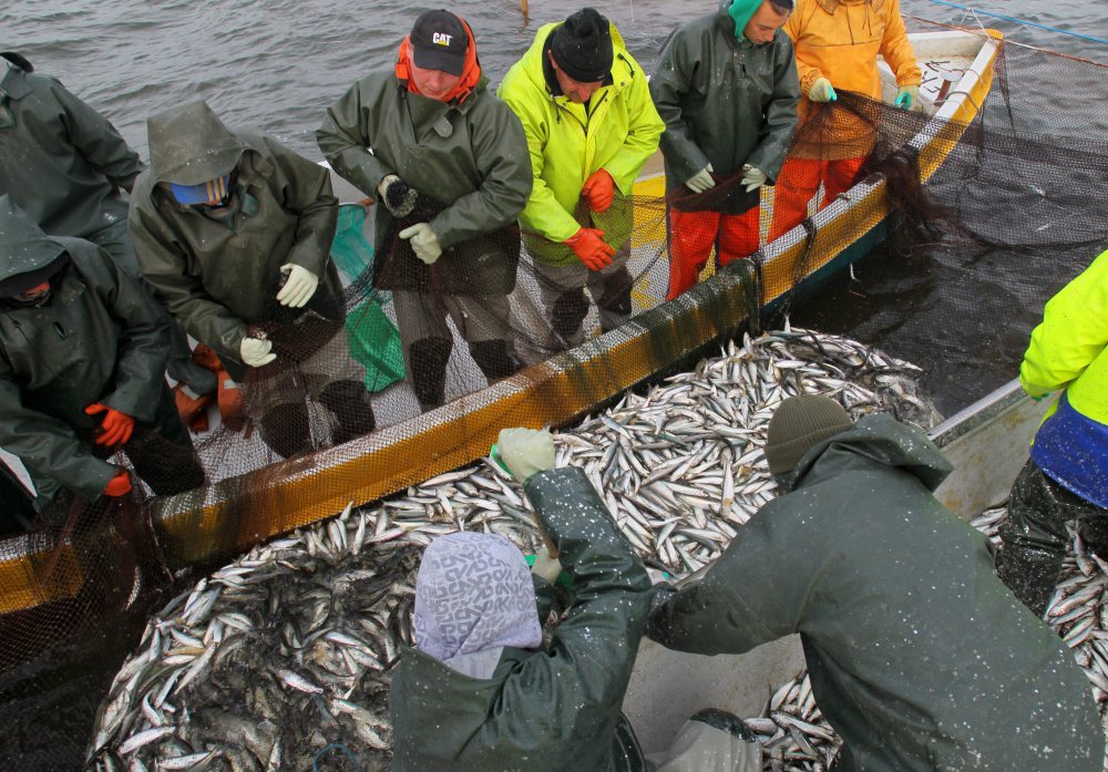 Rybacy rozpoczęli "śledziowe żniwa" na Zalewie Wiślanym - PPR