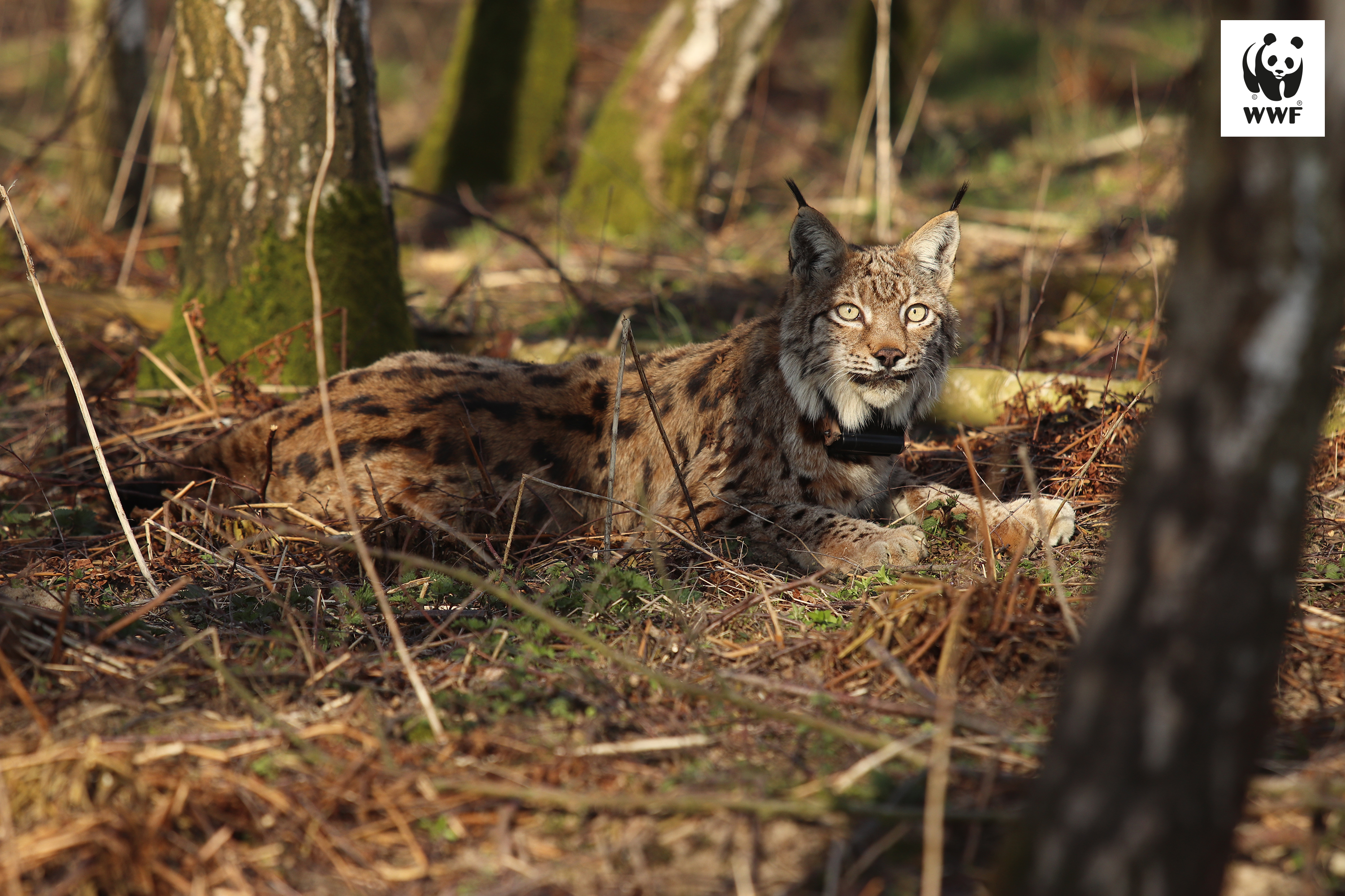 Dokąd zmierza ryś? - PPR